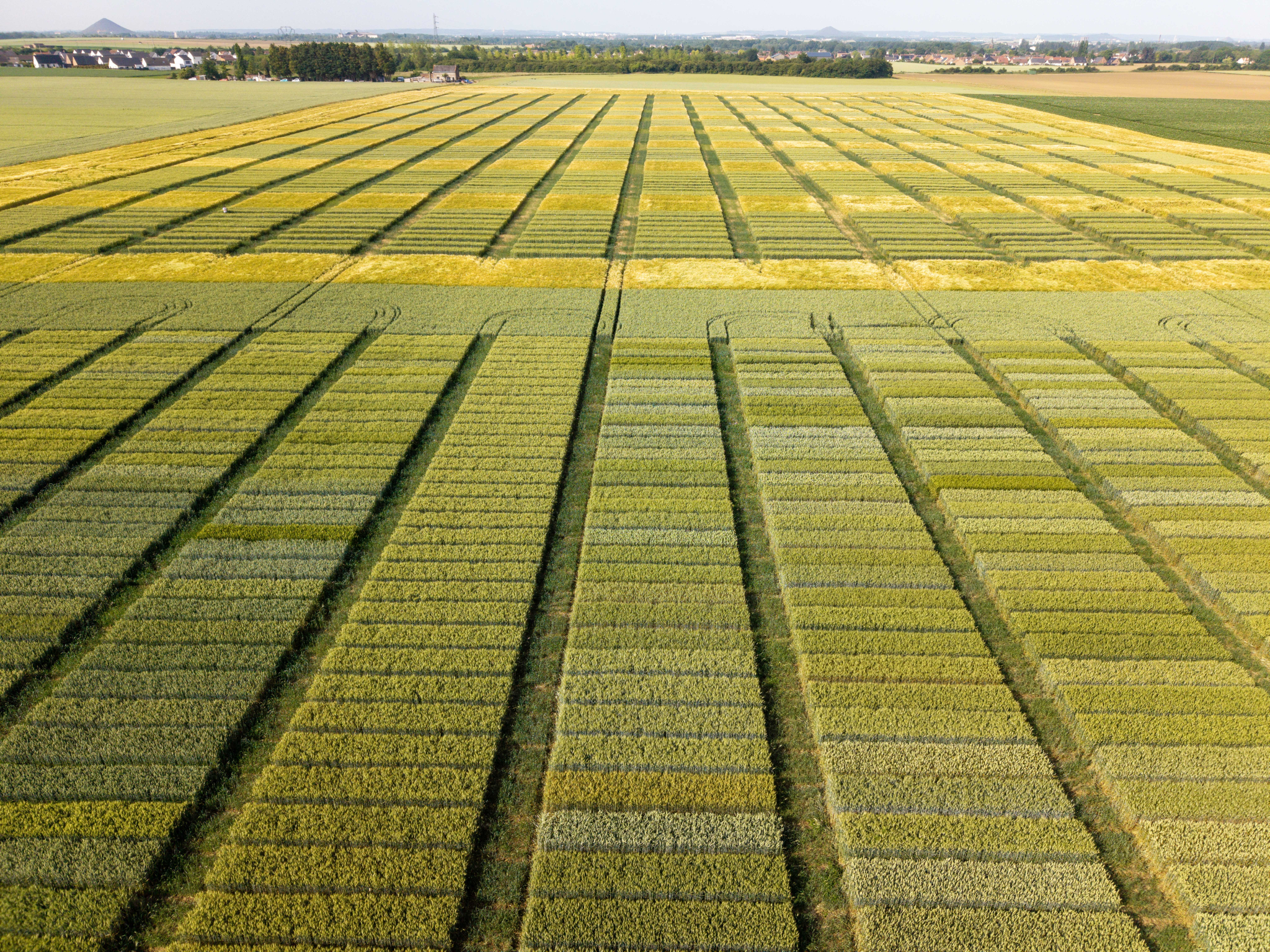 Organisation du Groupe RAGT : semences, distribution & énergie biomasse
